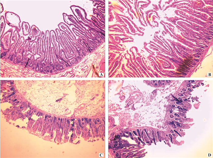 Comparative study on the preservation quality of intestinal grafts from ...